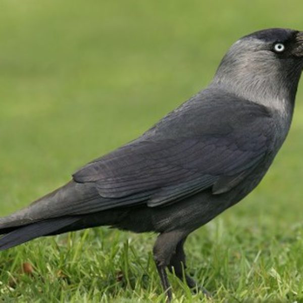 Csóka (Corvus monedula) – Zoo Szeged