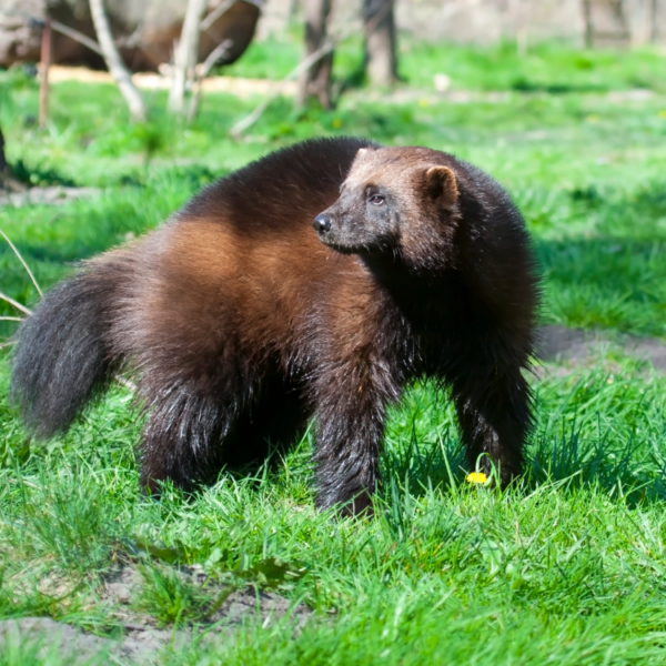 Rozsomák (Gulo gulo gulo) – Zoo Szeged